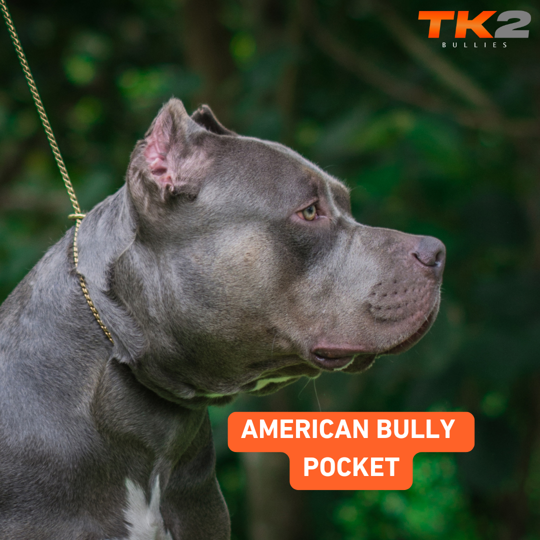 American Bully Pocket - TK2 Bullies