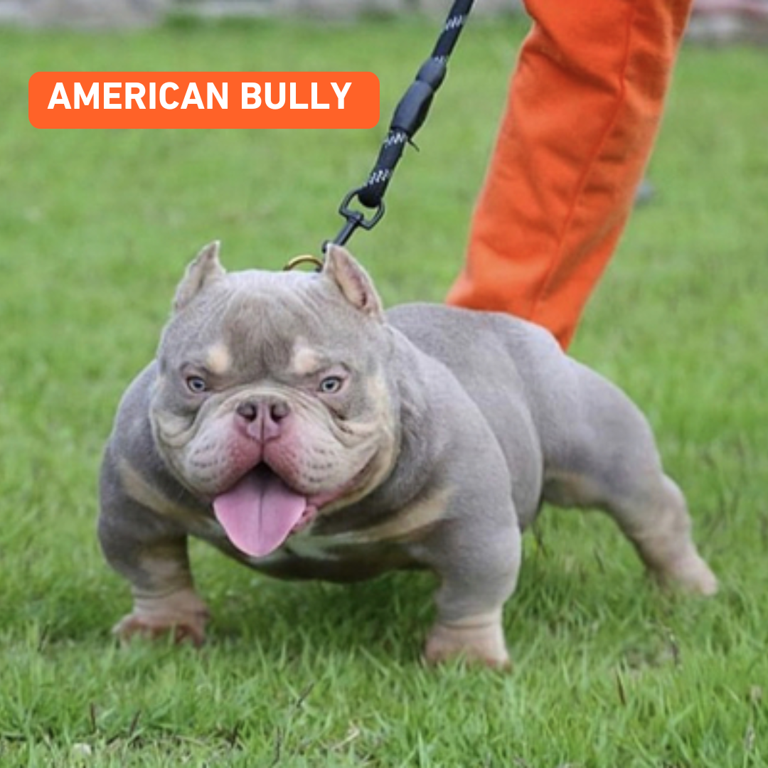 American Bully - TK2 Bullies