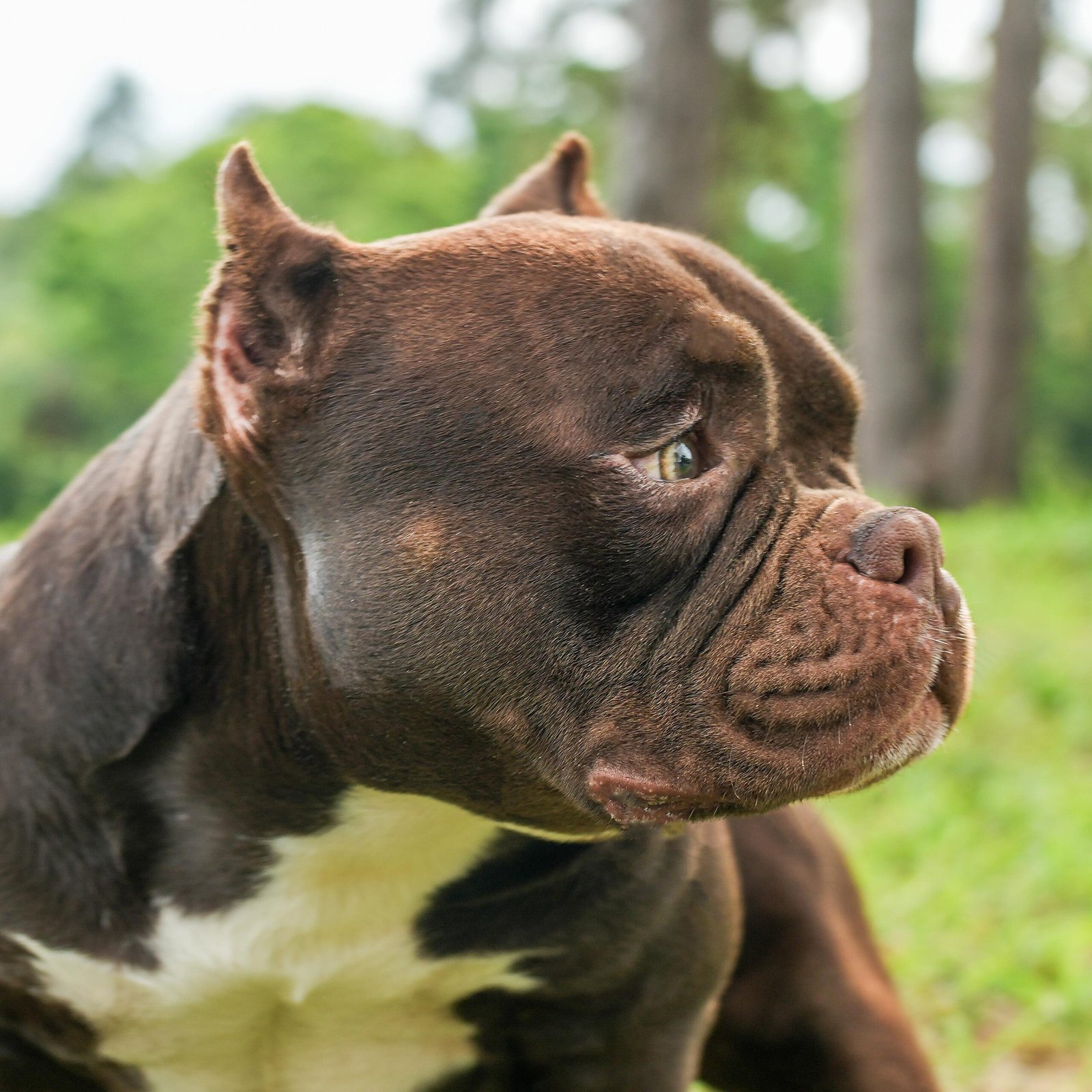 Saiba tudo sobre o American Bully Micro - TK2 Bullies