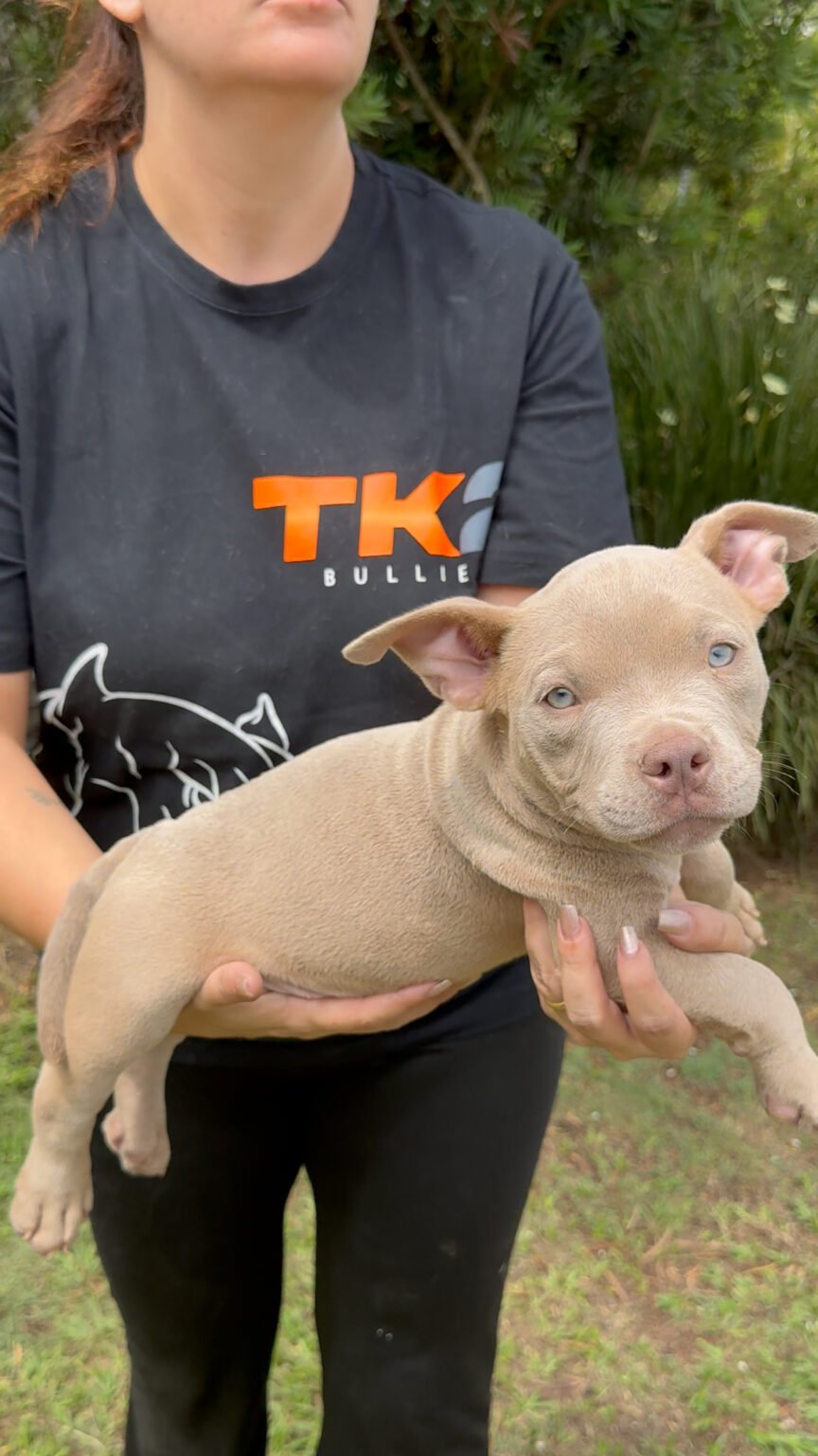 American Bully Tamanho | Conheça as Categorias de Bullies