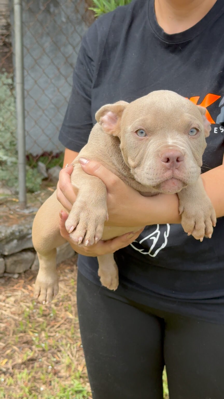 Saiba tudo sobre o American Bully Micro - TK2 Bullies